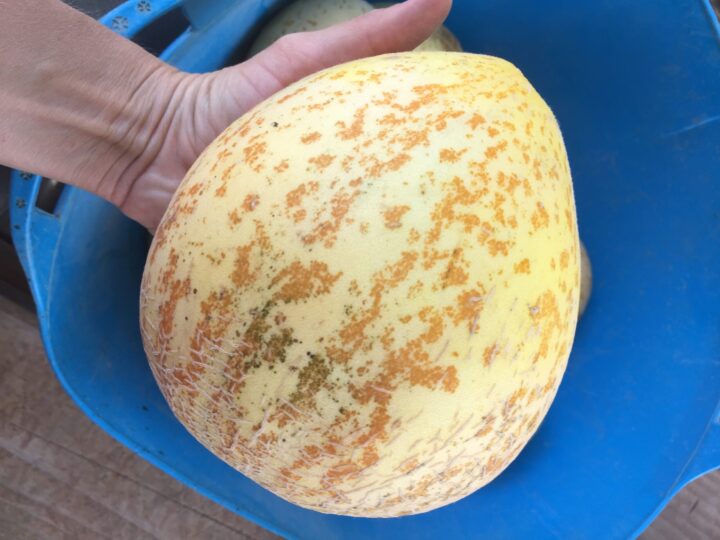 Melon – Crane / Eel River | Homeward Bounty Farm