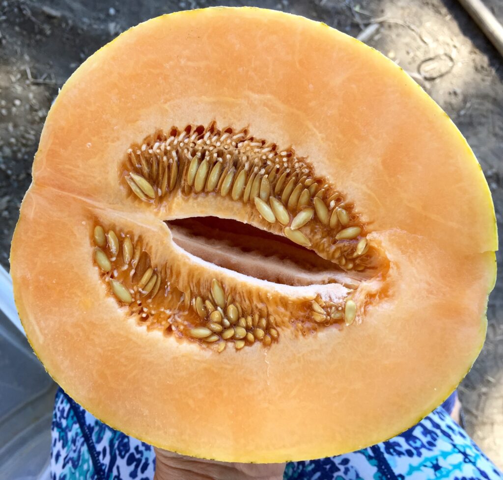 Melon – Crane / Eel River | Homeward Bounty Farm